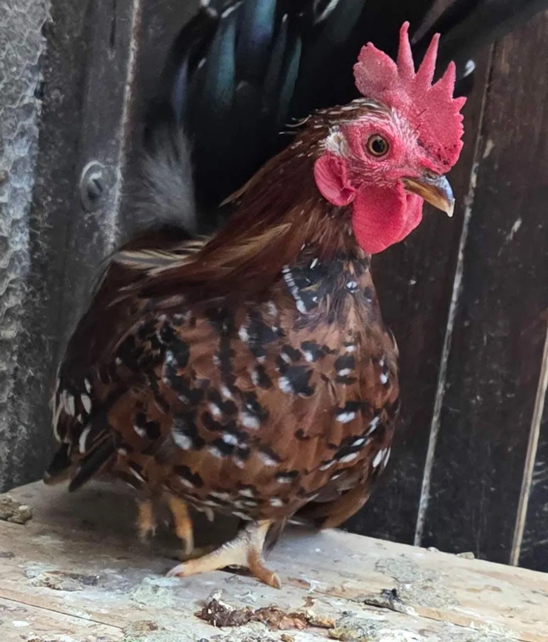 "mini garnizes" no Brasil