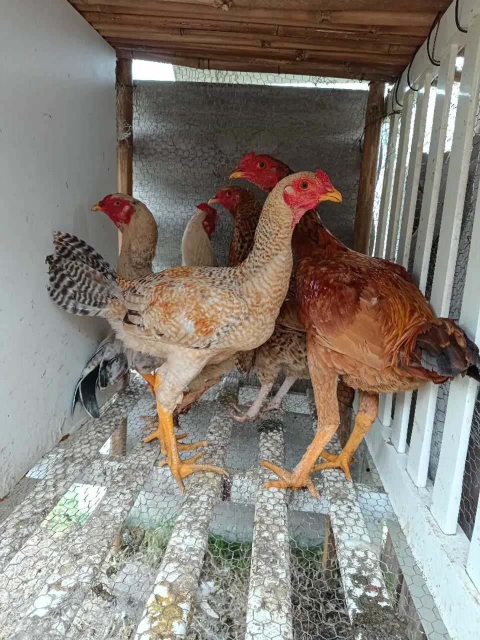 Lote de frangos e galinhas - Animais para agropecuária - Alto da Ponte ...