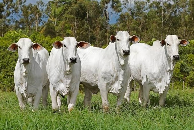 Nelore elite | +232 anúncios na OLX Brasil