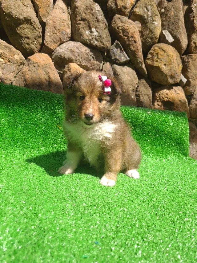 Filhotes de pastor de shetland | +1000 anúncios na OLX Brasil