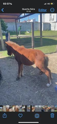 "mini ponei" no Brasil