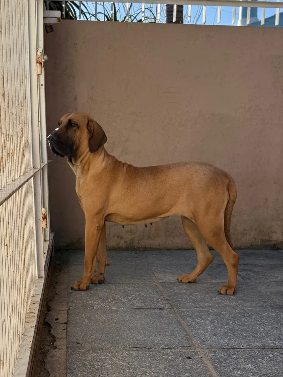 "fila com americano" no Brasil