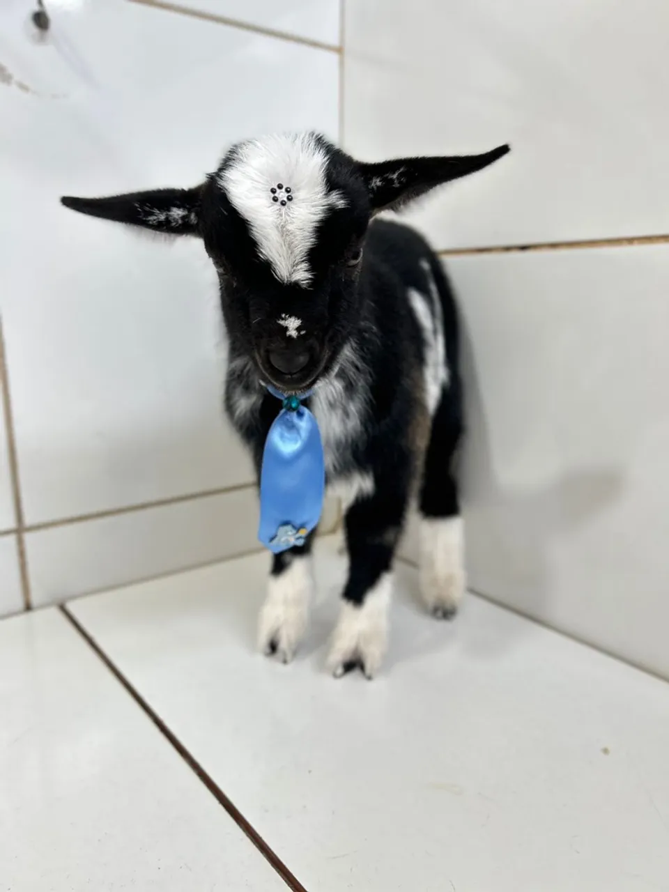 "mini cabras" no Brasil