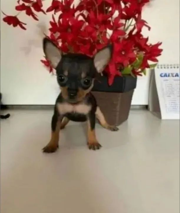 "pinscher micro zero" no Brasil