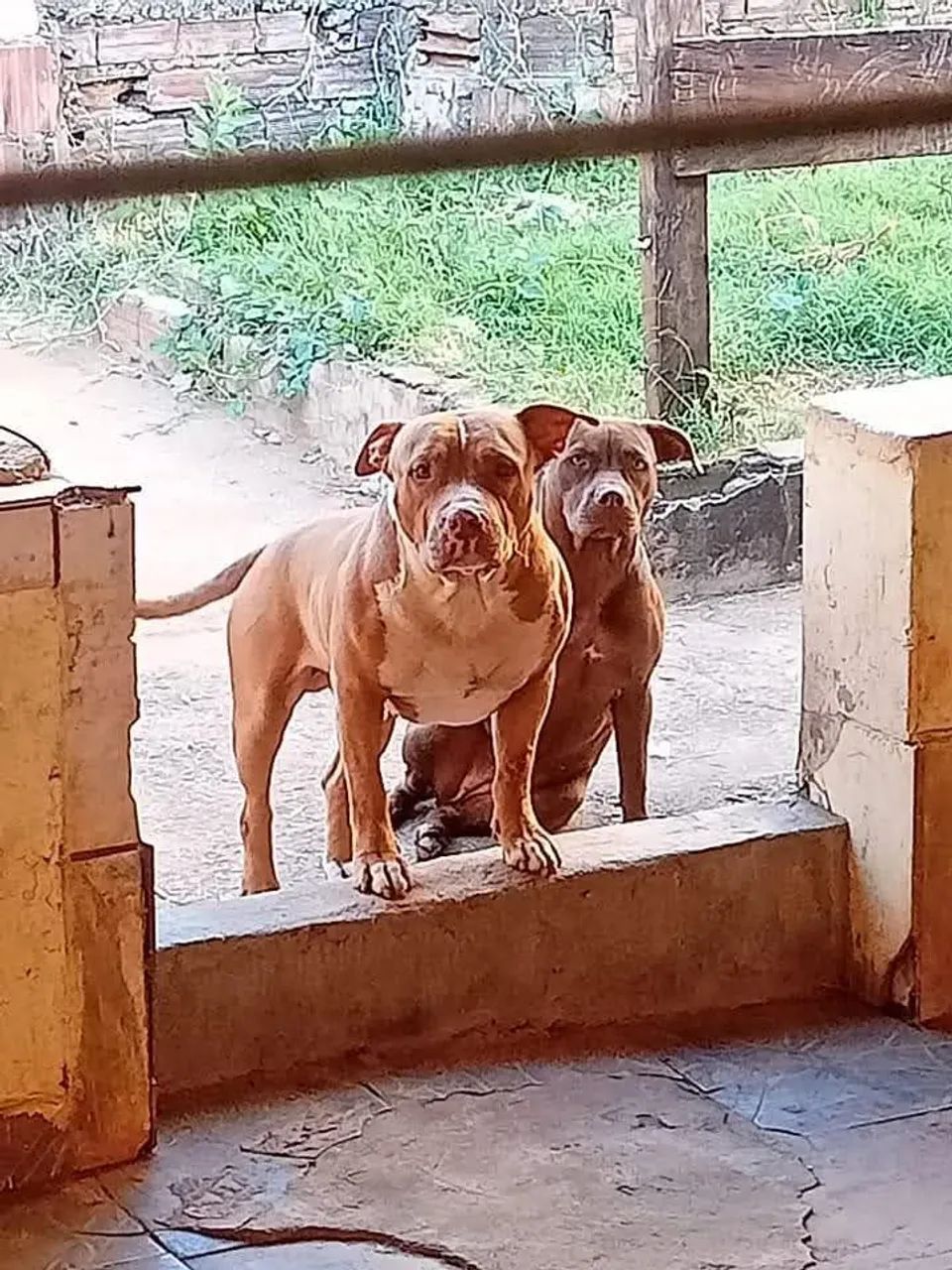 Filhotes de América Bully com Estarff - Cachorros - Ceilândia Sul ...