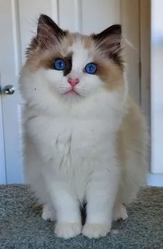 "ragdoll" - Gatos no Brasil