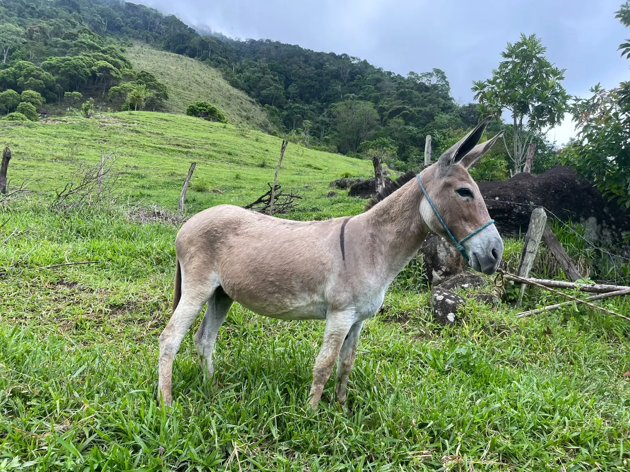 "jumentos" no Brasil
