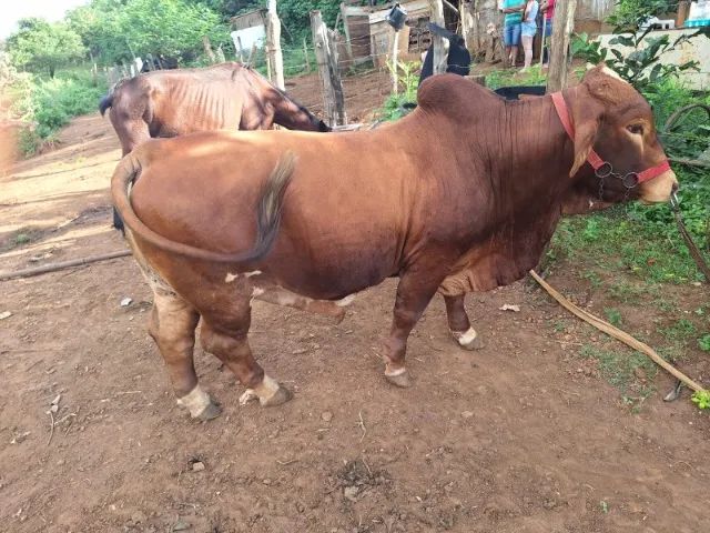 "boi mini boi" no Brasil