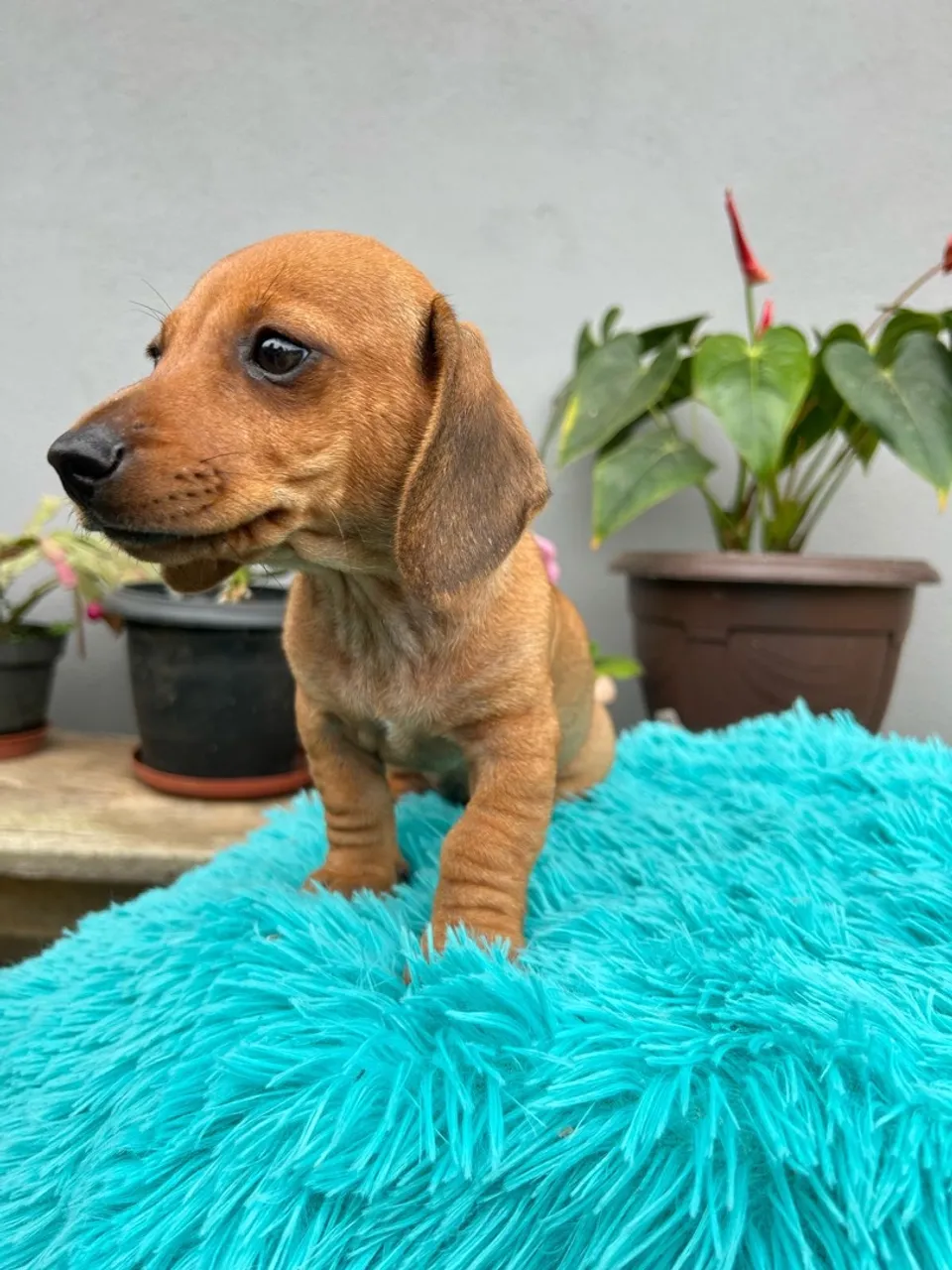 "cachorro cofap" - Cachorros no Brasil
