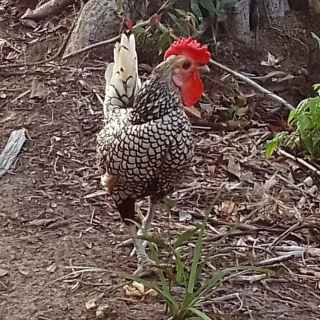 "galinha cochin" no Brasil