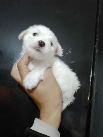 "poodle zero" no Brasil