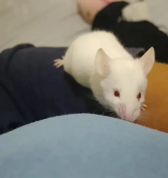 "camundongo" no Brasil