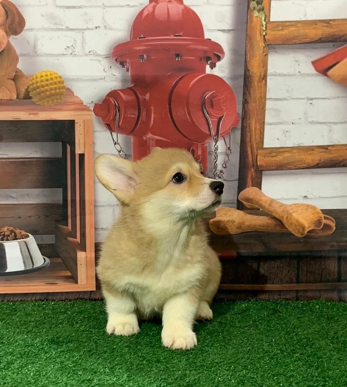 "corgi" - Cachorros no Brasil