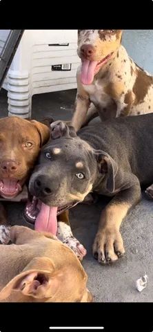 "pit monster blue" no Brasil