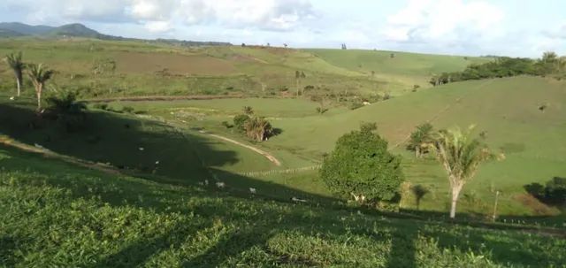 "flexeiras" no Brasil