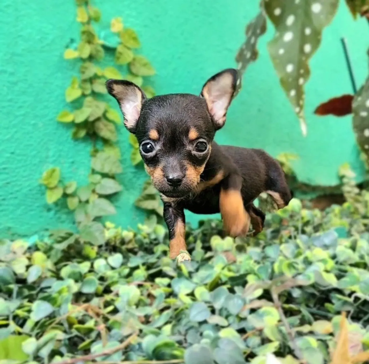 "pinscher 00 miniatura" - Cachorros no Brasil