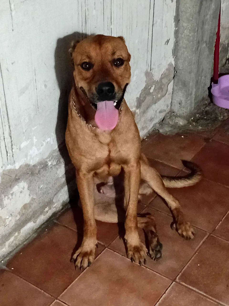 Cachorro macho pra adoção - Cachorros - Dezoito do Forte, Aracaju ...