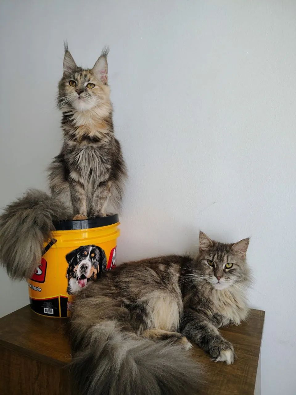 Lindos Filhotes de Maine Coon - Gatos - Copacabana, Rio de Janeiro ...
