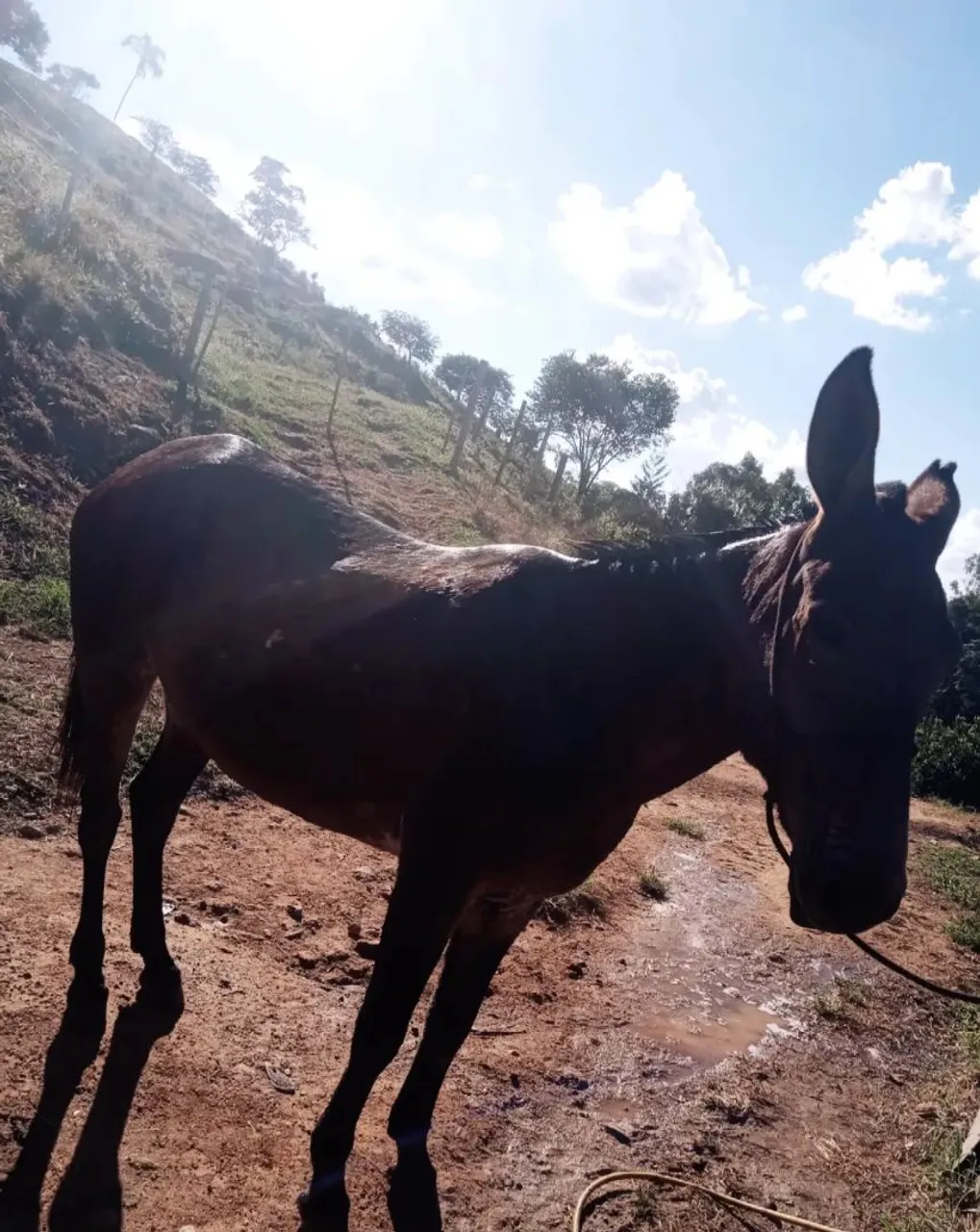 "uma mula" no Brasil