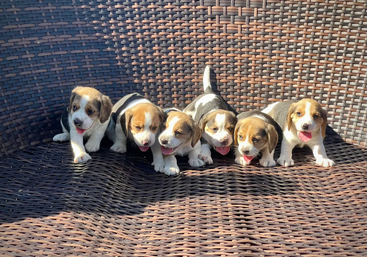 "filhote beagle" - Cachorros no Brasil