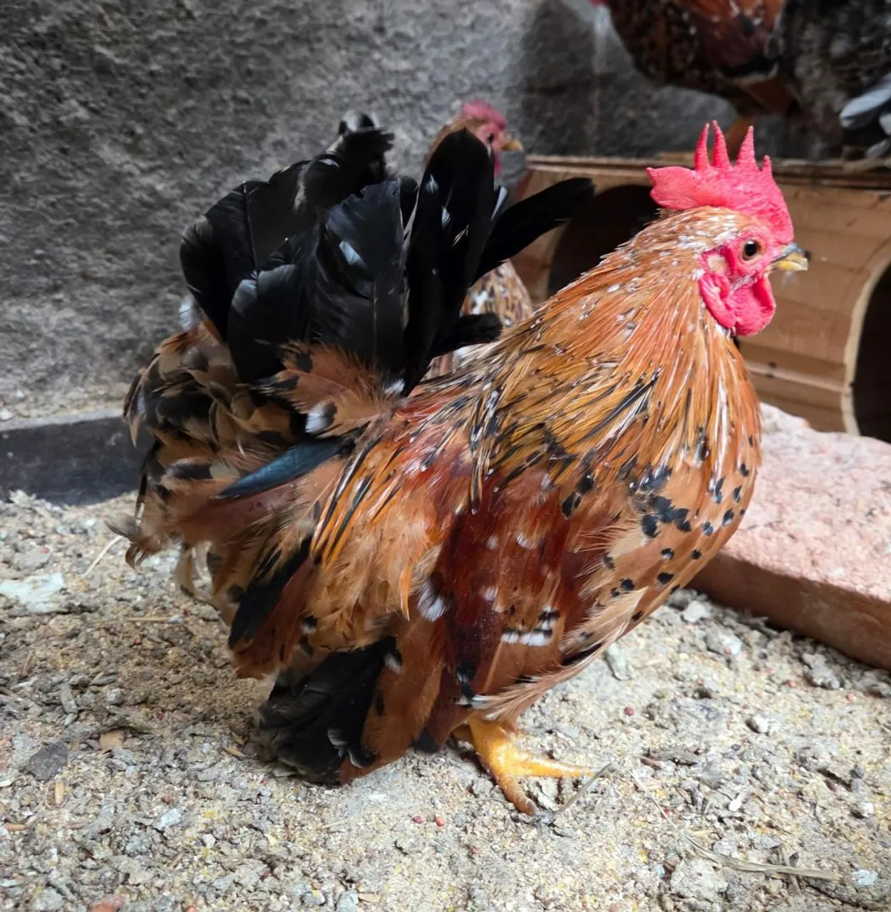 "mini garnizes" no Brasil