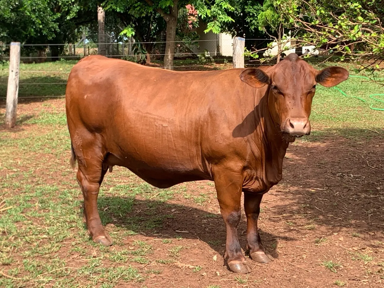 Animais para agropecuária em São Paulo