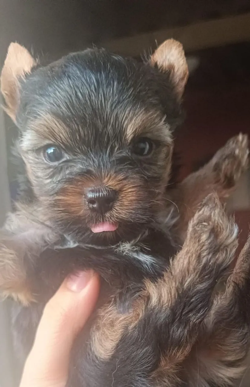 "yorkshire terrier mini" - Cachorros no Brasil