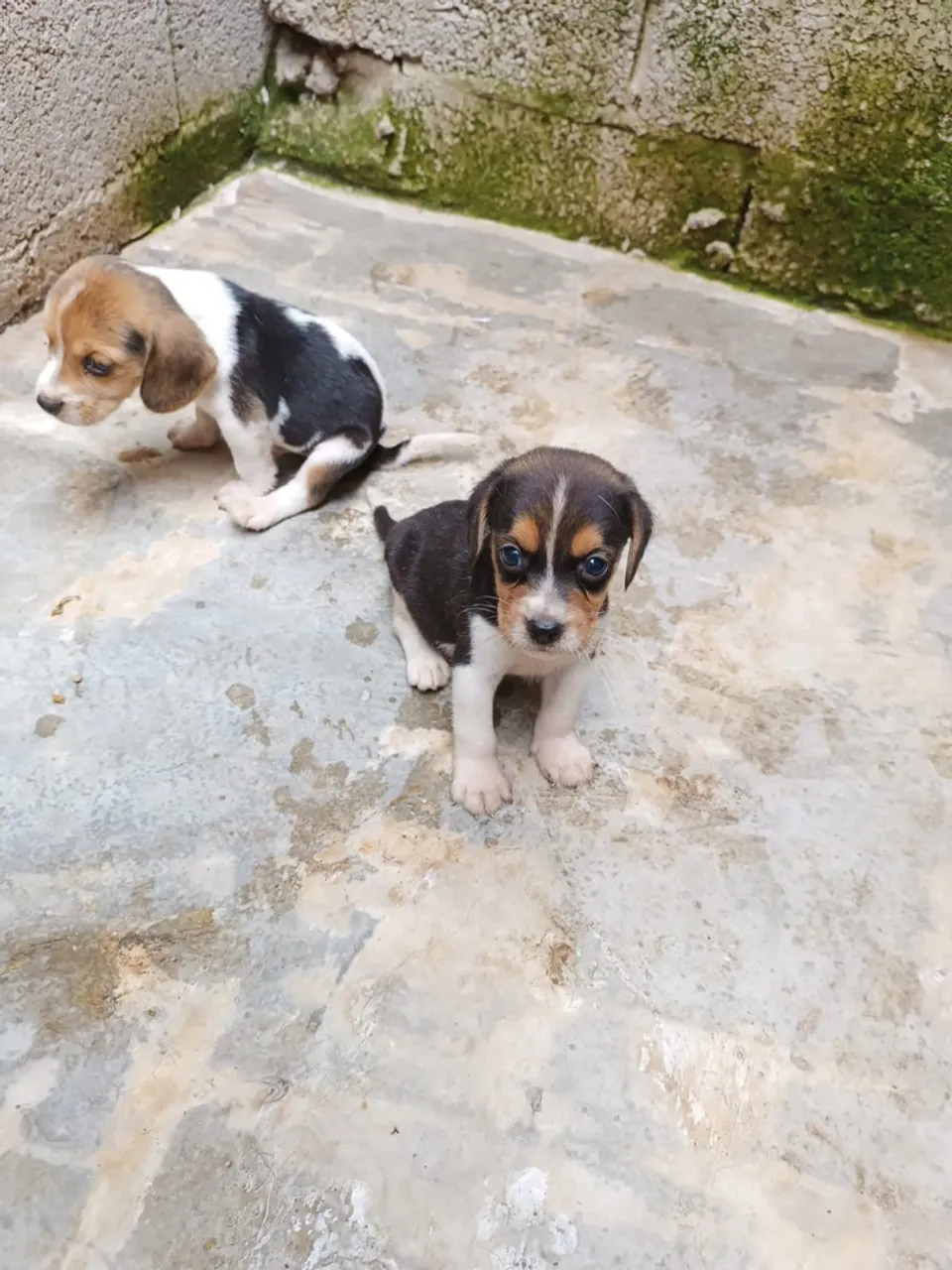 "filhote beagle" - Cachorros no Brasil