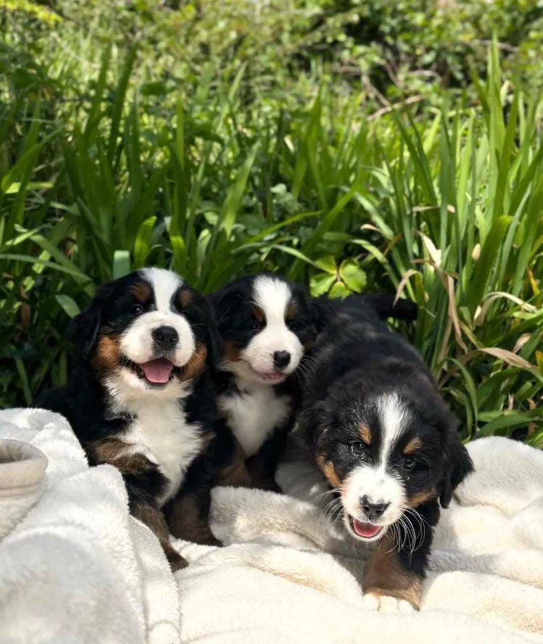 "filhotes de bernese" - Cachorros no Brasil