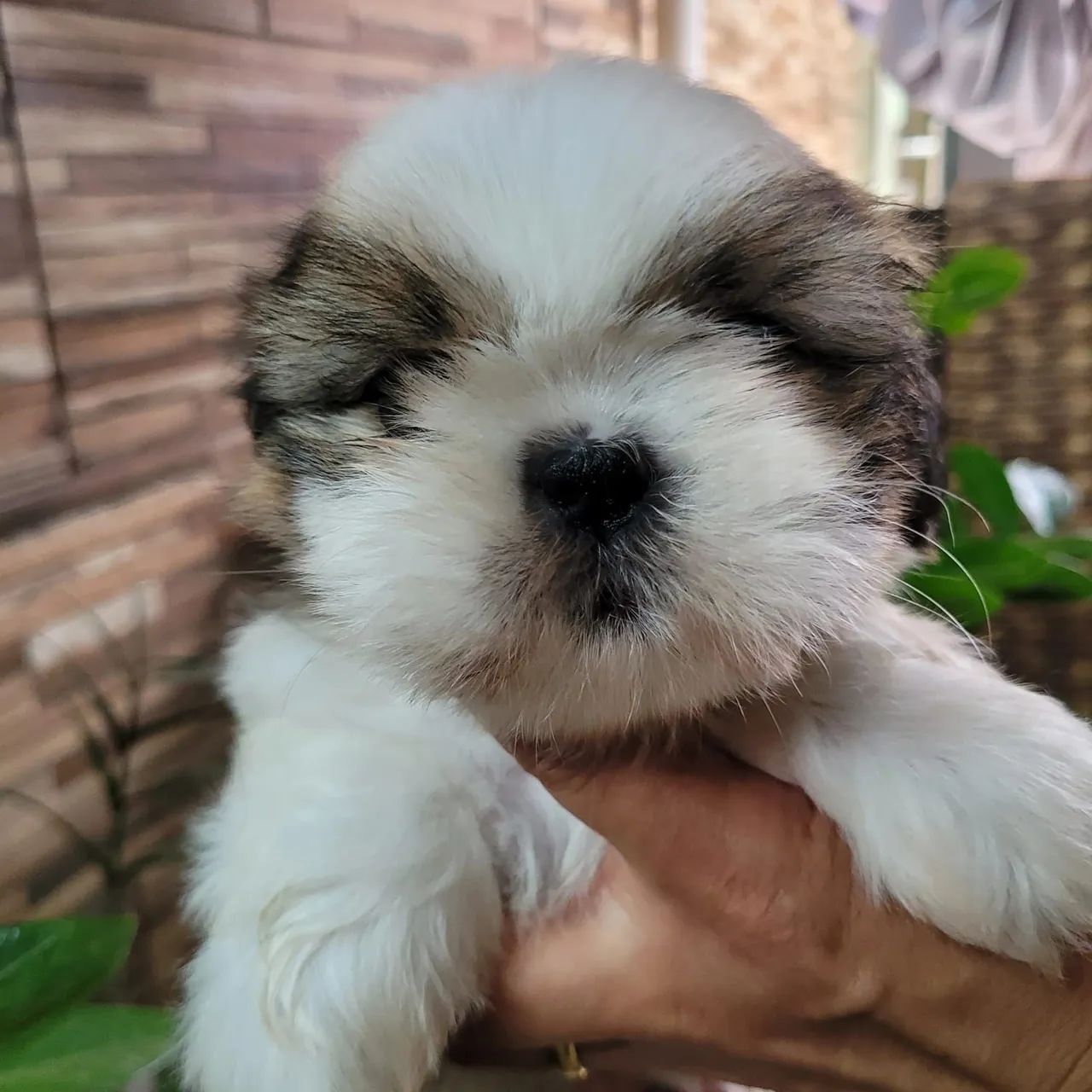 Filhote Shih Tzu - Fofinho e Carinhoso - Cachorros - Vale das ...