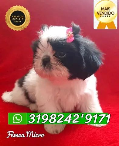 "lhasa mini" no Brasil