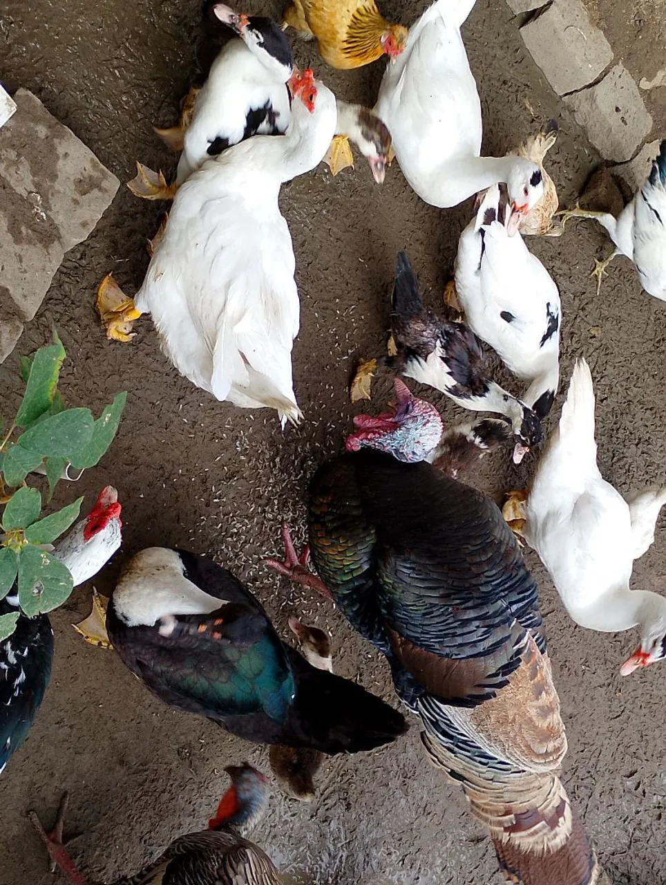"aves pavao" no Brasil