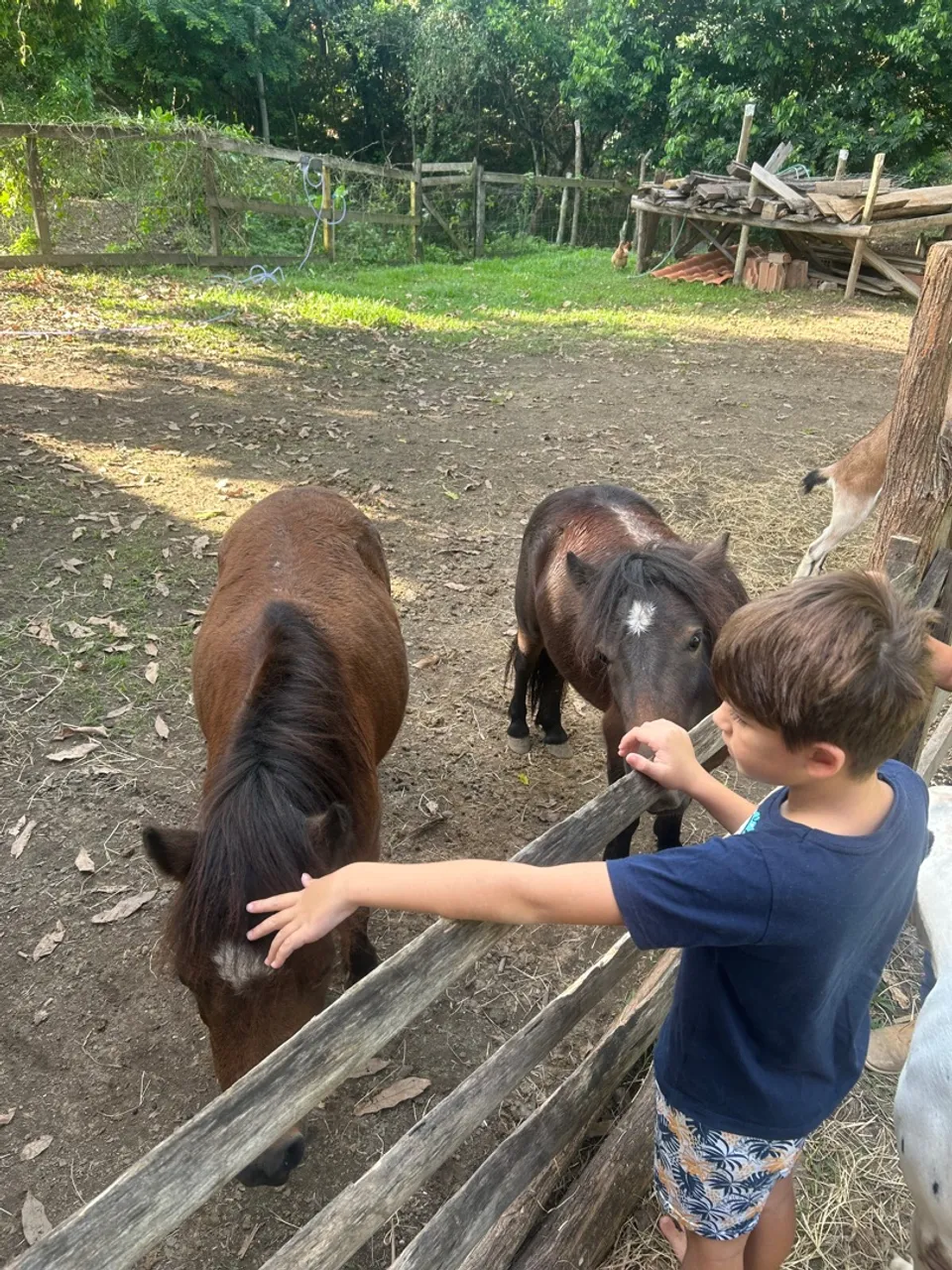 "mini ponei" no Brasil