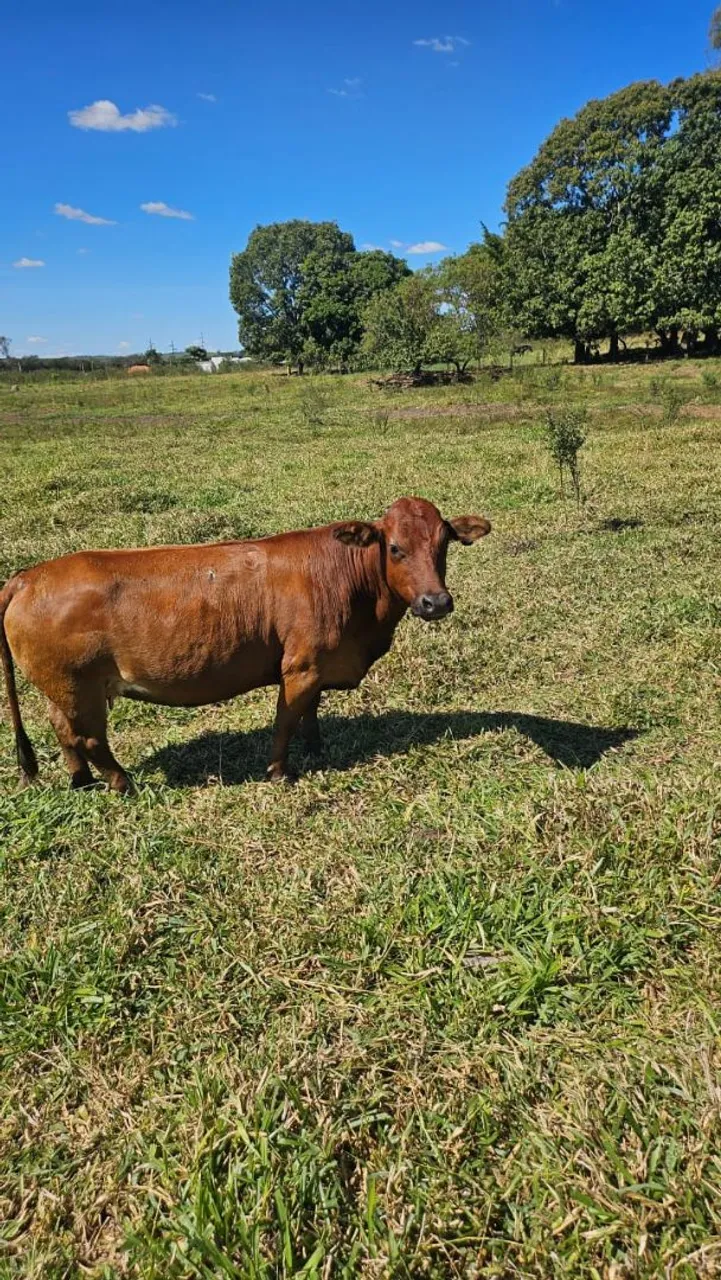 "mini vaca" - Animais para agropecuária no Brasil
