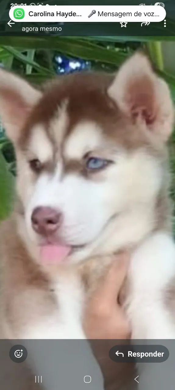 Husky siberiano 3 meses - Cachorros - Adrianópolis, Manaus 1468178728 | OLX