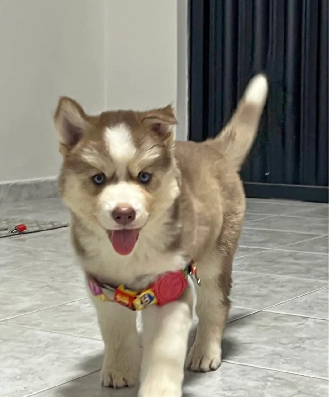 Cachorro - Cachorros - Escada 1472943455 | OLX