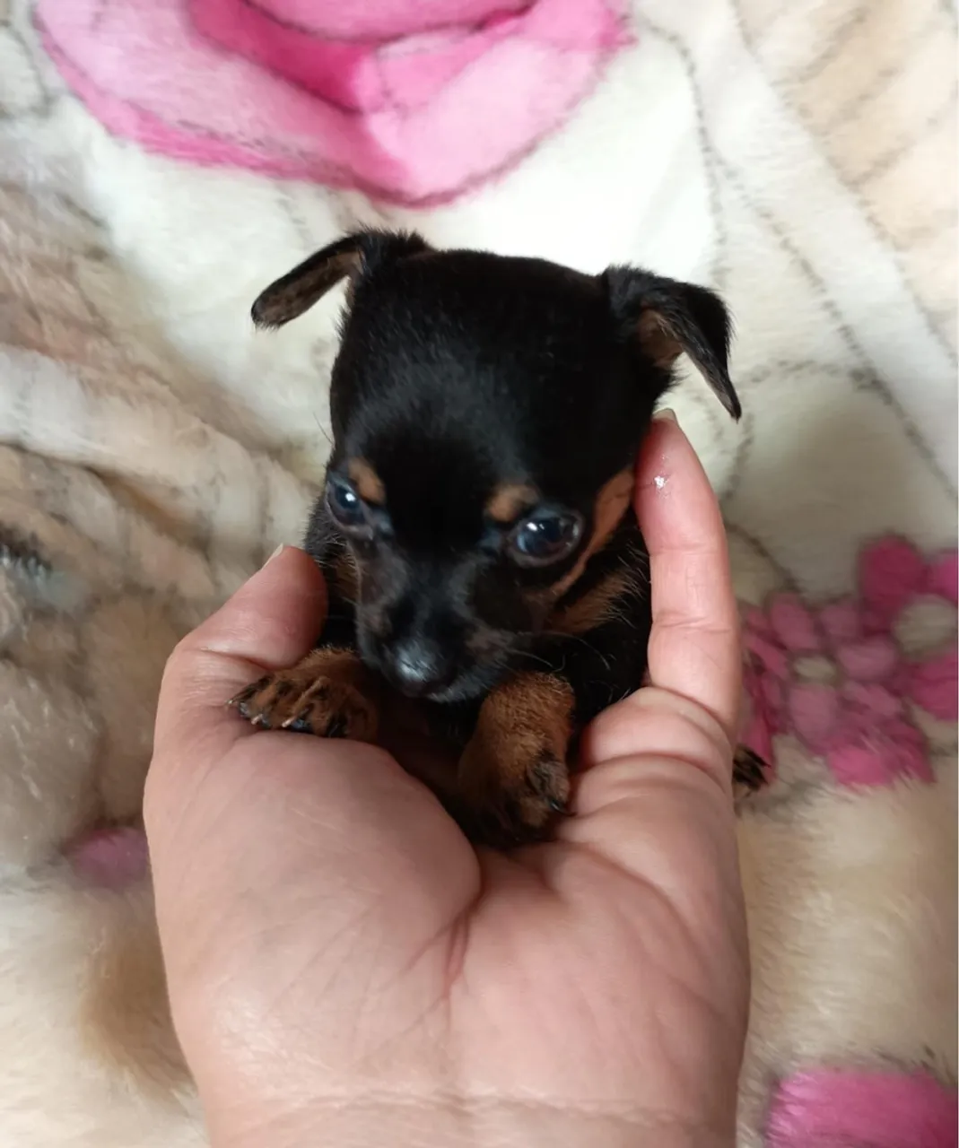 "pinscher 0" - Cachorros no Brasil