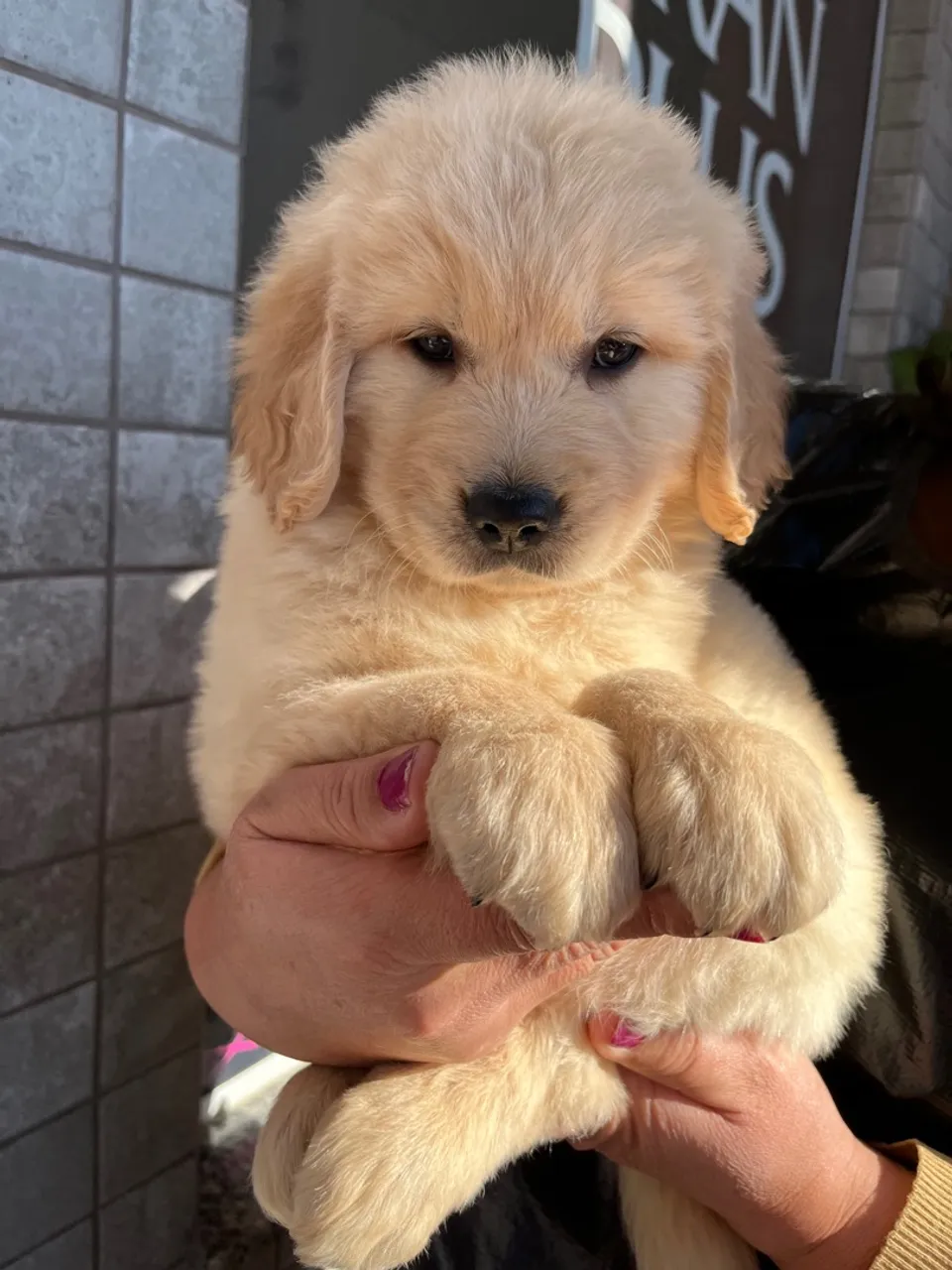 "filhotes de golden retriever" - Cachorros no Brasil