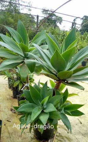 "muda agave" no Brasil