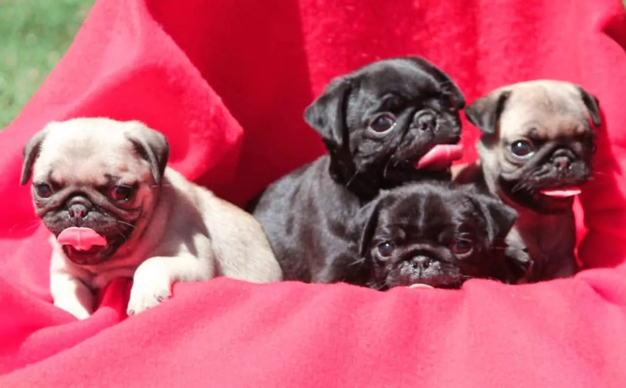 Pug - Cachorros - São João, Volta Redonda 1446058951 | OLX