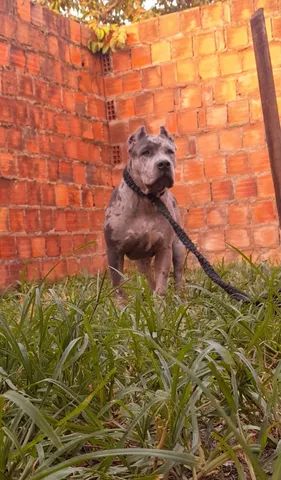 "pit monster blue" no Brasil