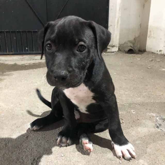 Filhotes pitbull apbt | +107 anúncios na OLX Brasil