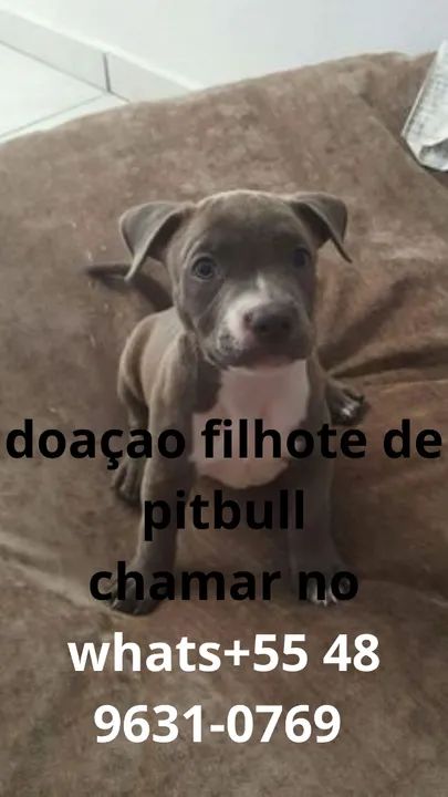 "pit bull apbt" no Brasil