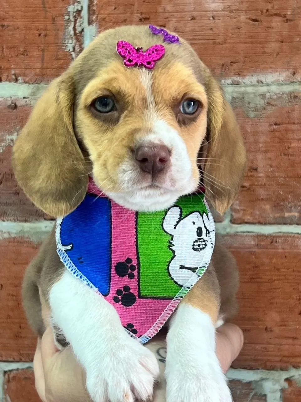 "beagle chocolate" - Cachorros no Brasil