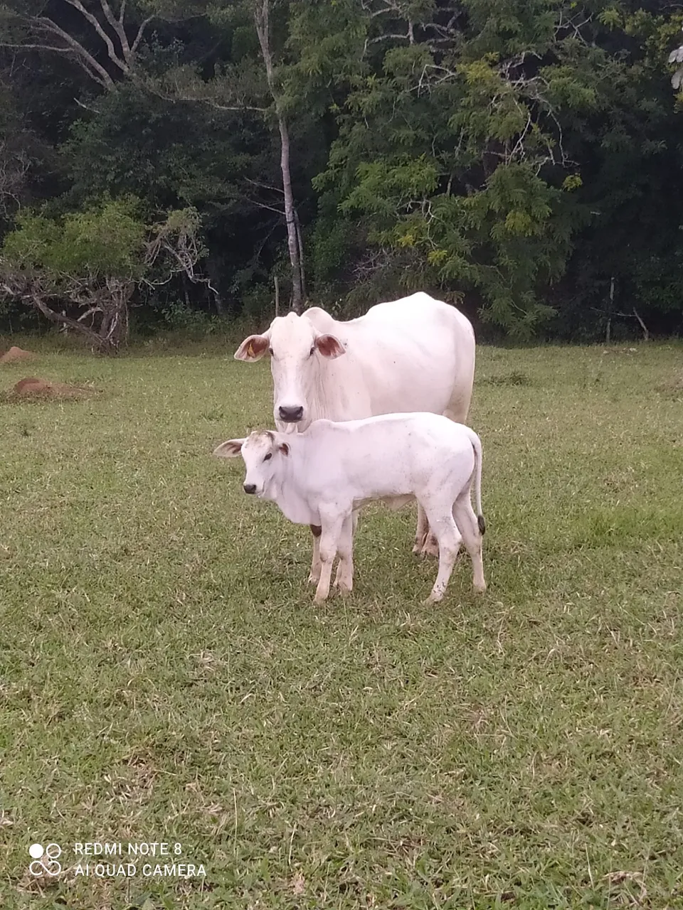 "vaca nelore" - Animais para agropecuária no Brasil