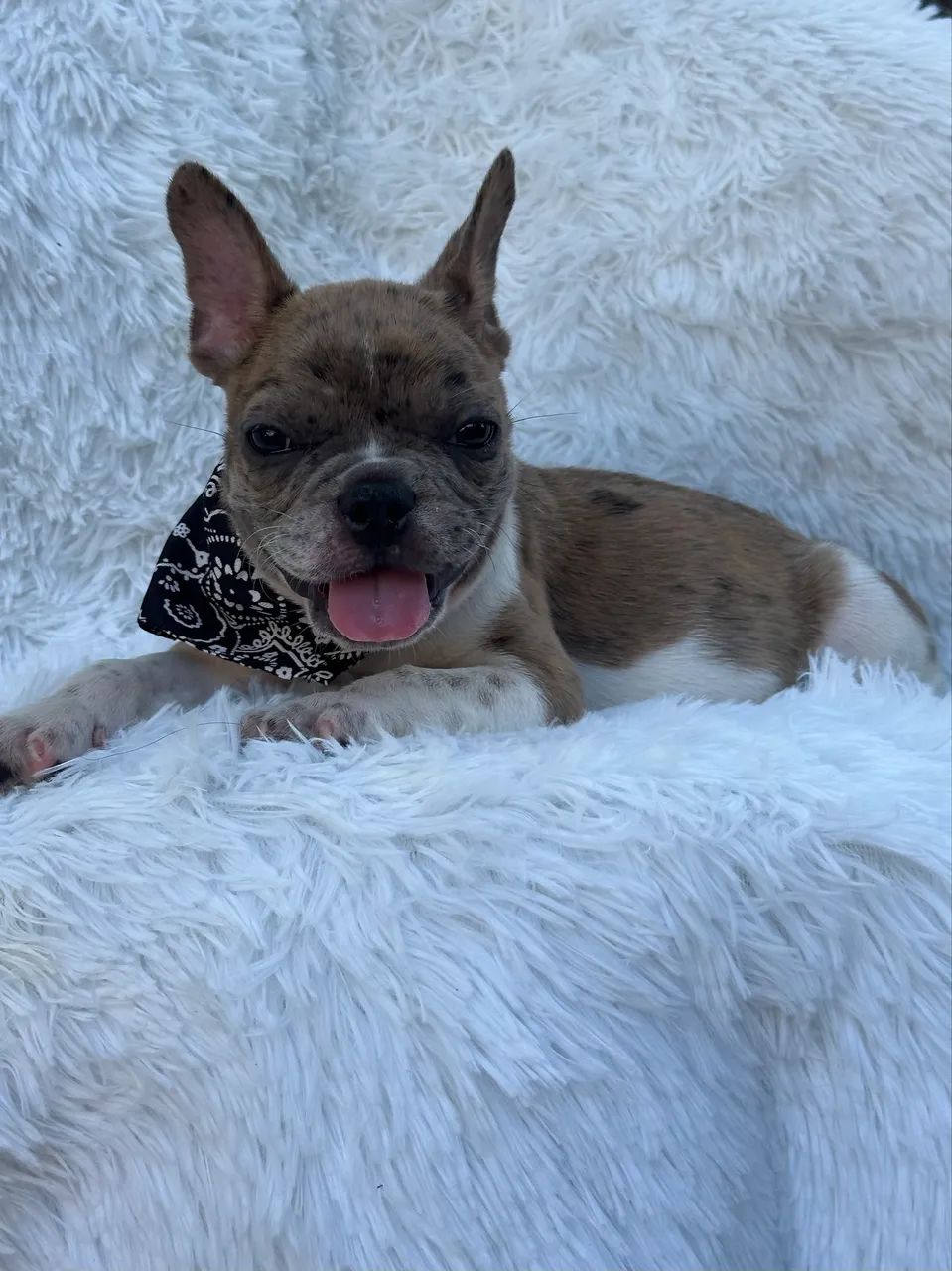 Filhotes Buldog Francês merle só hj - Cachorros - Tijuca, Rio de ...