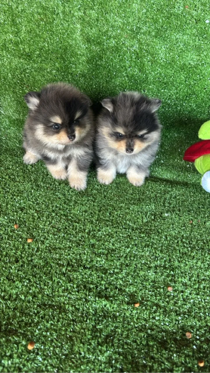 "spitz merle" - Cachorros no Brasil