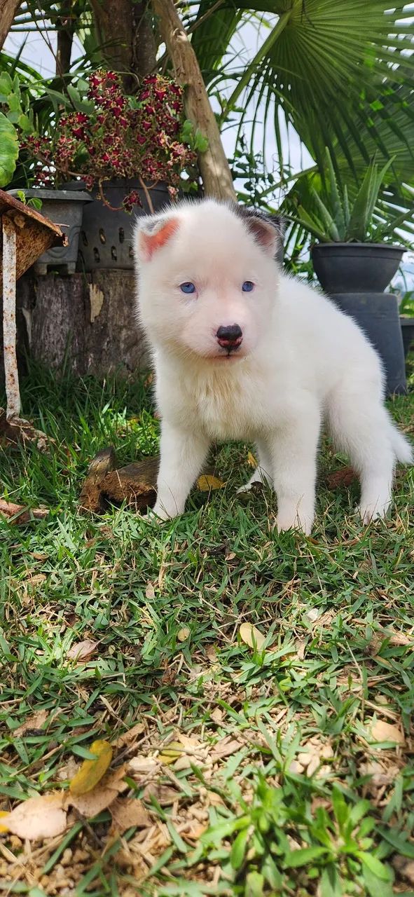 Husky siberiano Piebald (extremamente raro) Pedigree Sobraci ...