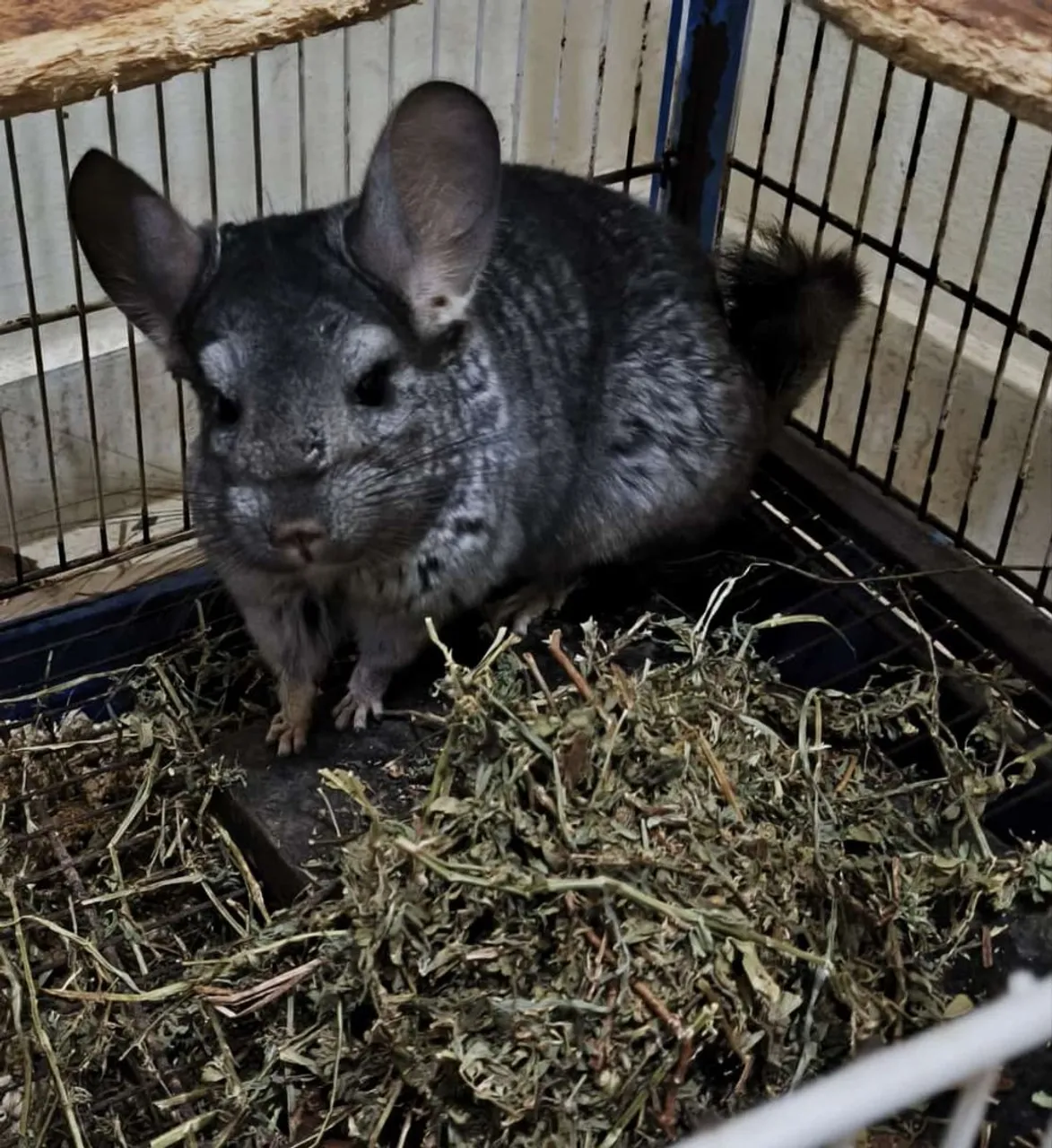 "chinchila" no Brasil