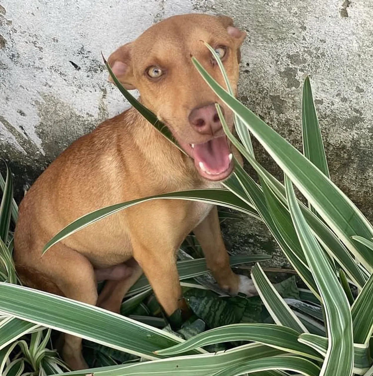 "cachorro caramelo" - Cachorros no Brasil